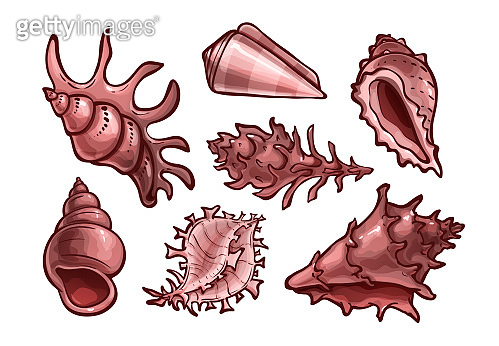 Seashells set. Marine animal shells, cartoon art 이미지 (1317601245) - 게티이미지뱅크