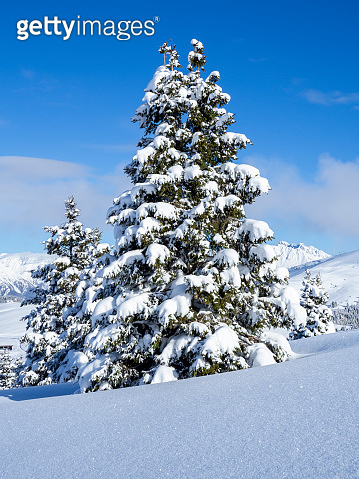 Amazing view of an isolated pine trees covered by fresh snow after ...