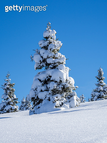 Amazing view of an isolated pine trees covered by fresh snow after ...