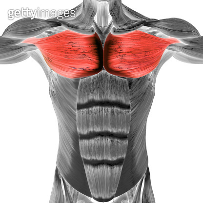 Human Muscular System Torso Muscles Pectoral Muscles Anatomy ...