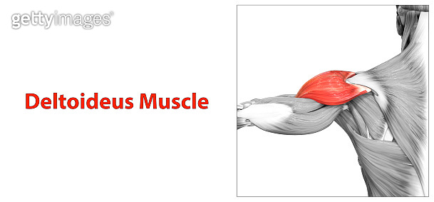 Human Muscular System Arm Muscles Deltoideus Muscle Anatomy (1300599437 ...