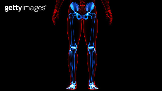 Human Skeleton System Lower Limbs Bone Joints Anatomy 이미지 1311274453