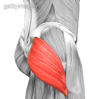 Human Muscular System Leg Muscles Gluteus Maximus Muscle Anatomy ...
