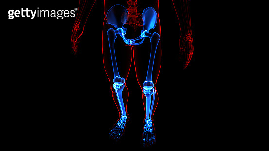 Human Skeleton System Lower Limbs Bone Joints Anatomy 이미지 1310112201