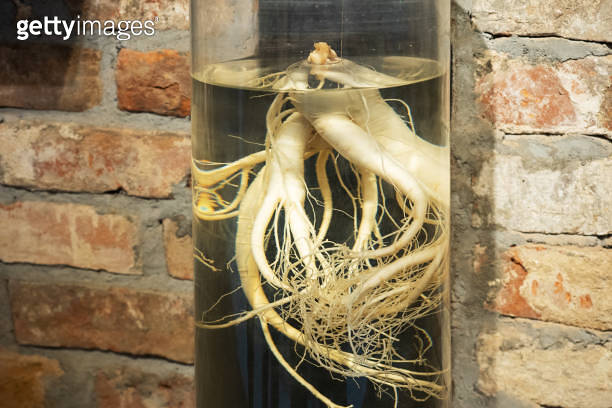 Ginseng root in a glass jar. Medicinal tincture of ginseng root against ...
