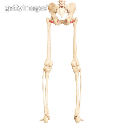 Human Muscular System Leg Muscles Obturator Externus Muscle Anatomy 이미지 ...