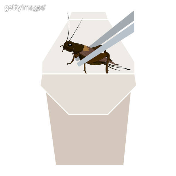 Crickets insects for eating as food deep-fried crispy snack and ...