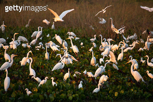 A flock of water birds at brazilian pantanal. Wildlife scenic. 이미지 ...