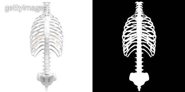 Stylized human spine torso and rib cage anatomy 이미지 (1357318274) - 게티이미지뱅크