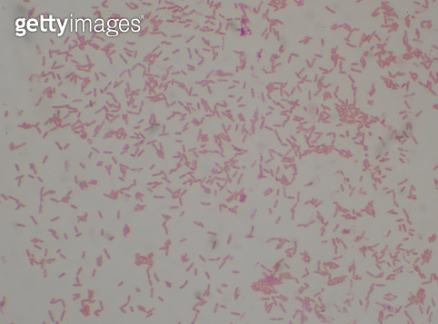 Gram negative bacilli with bipolar stain bacteria.Burkholderia ...
