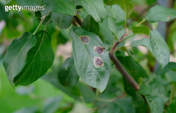 Apple tree branch with green leaves affected by a fungal disease rust ...