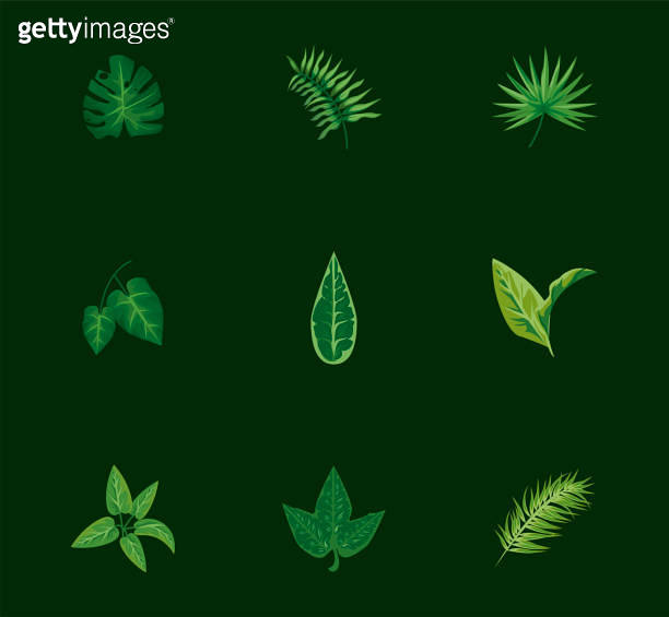 bundle of nine leaves plants green nature icons 이미지 (1297309573) - 게티이미지뱅크
