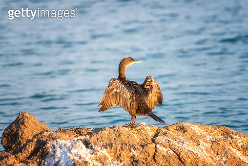 Great cormorant bird (Phalacrocorax carbo) on a stone at Mediterranean ...