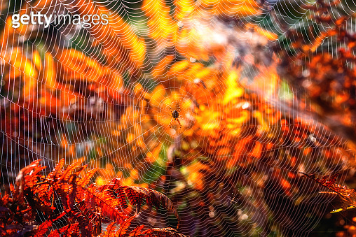 Amazing natural phenomenon, spider web in a morning dew on the fern ...
