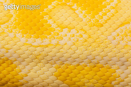 Golden Python Scale Textureclose Up View Of Golden Python Python Bivittatus Skin Texture