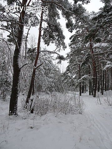 Snowy winter pine forest after heavy snowfall. 이미지 (1301677386) - 게티이미지뱅크