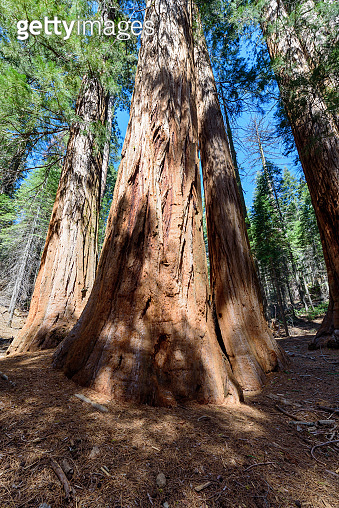Giant Sequoia, Mariposa Grove Trees 이미지 (1318258049) - 게티이미지뱅크