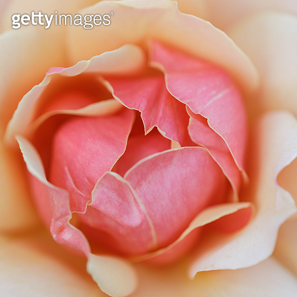 'About Face' Rose Flower in Bloom 이미지 (1318771087) - 게티이미지뱅크