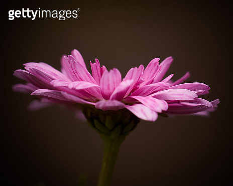 spring: side view pink daisy-like flower 이미지 (1334919872) - 게티이미지뱅크