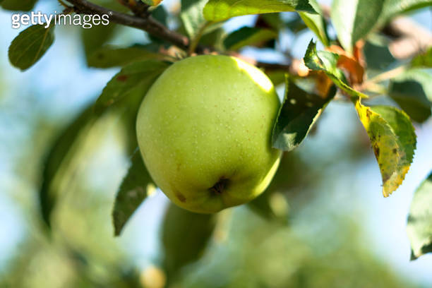 Young green apple close-up on a branch in the sunlight on a blurred ...