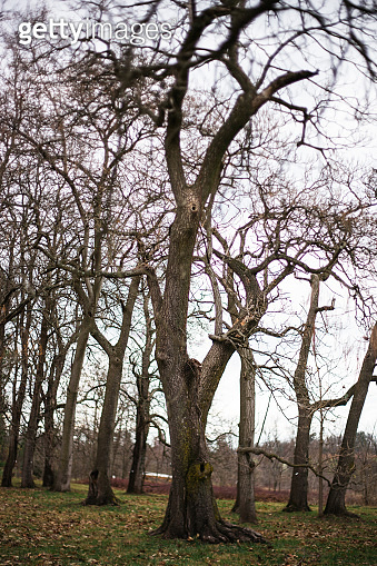 A tall leafless tree grows in the middle of a grove of trees during the ...