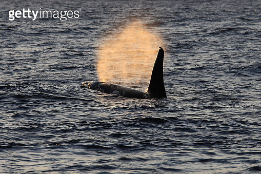 male orca or killer whale, Orcinus orca, blowing off Traena, Norway 이미지 (1334800343) - 게티이미지뱅크
