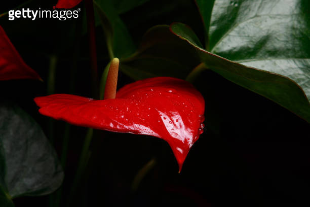 The red heart-shaped anthurium flower is the flamingo flower, Anthurium ...