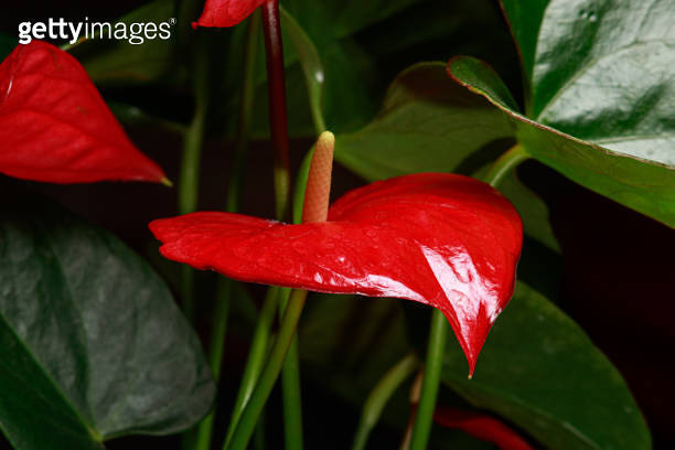 The red heart-shaped anthurium flower is the flamingo flower, Anthurium ...
