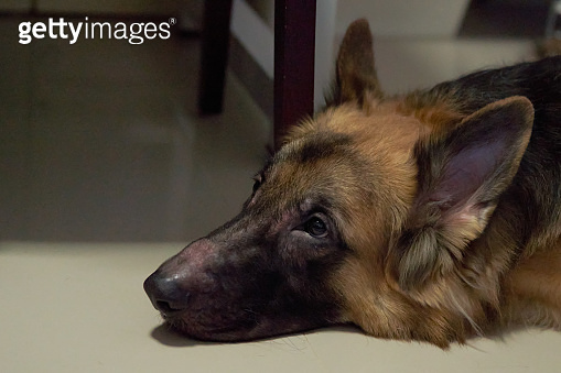 German shepherd dog face with allergic rhinitis dermatitis skin problem ...
