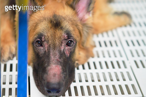 German shepherd dog face with allergic rhinitis dermatitis skin problem ...