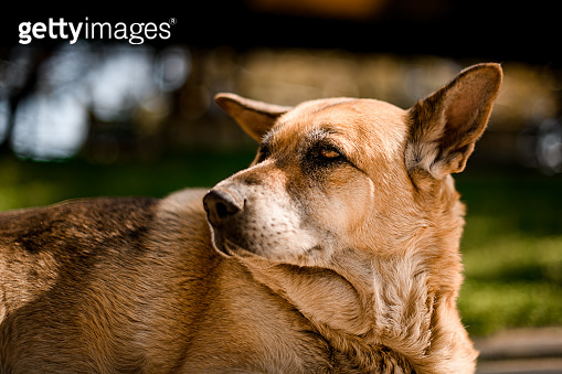 portrait of big fat dog that looks like shepherd at the park 이미지 ...