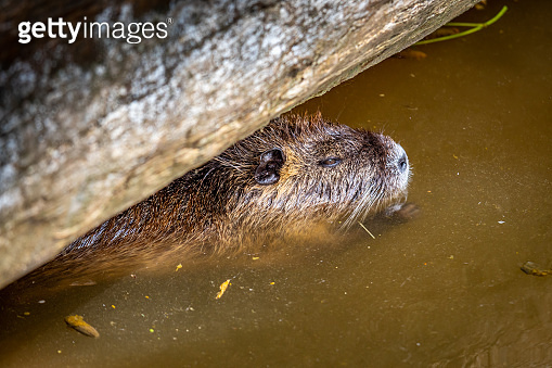 Myocastor coypus also known as nutria, is a giant herbivore that lives ...