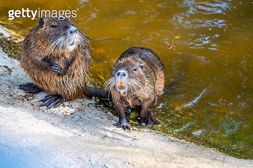 Myocastor coypus also known as nutria, is a giant herbivore that lives ...