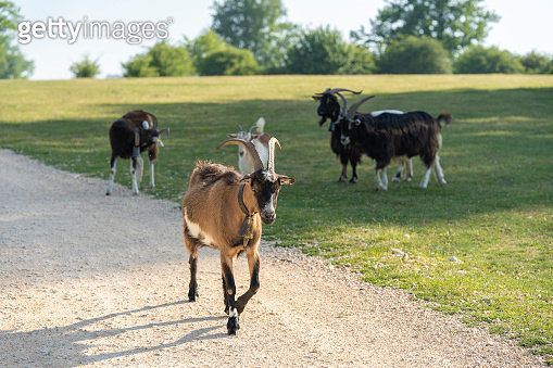 Goat graing in the mountain. 이미지 (1328183420) - 게티이미지뱅크