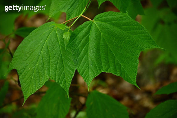 Striped maple leaves in woods 이미지 (1322565115) - 게티이미지뱅크