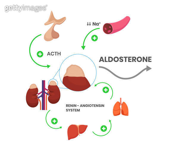 Aldosteron hormone syntheis by adrenal gland. mineralcorticoid ...