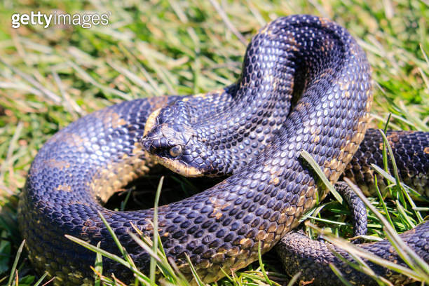 Eastern Hognose Snake with flattened neck on sandy soil with grass 이미지 ...