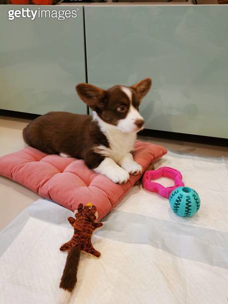 Welsh corgi cardigan, 2.5 month old female puppy. Unformat - brown ...