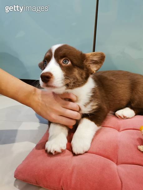 Welsh corgi cardigan, 2.5 month old female puppy. Unformat - brown ...
