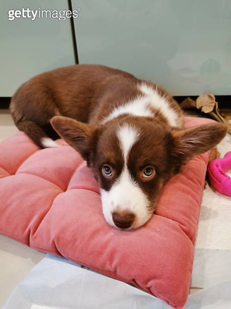 Welsh corgi cardigan, 2.5 month old female puppy. Unformat-brown color ...