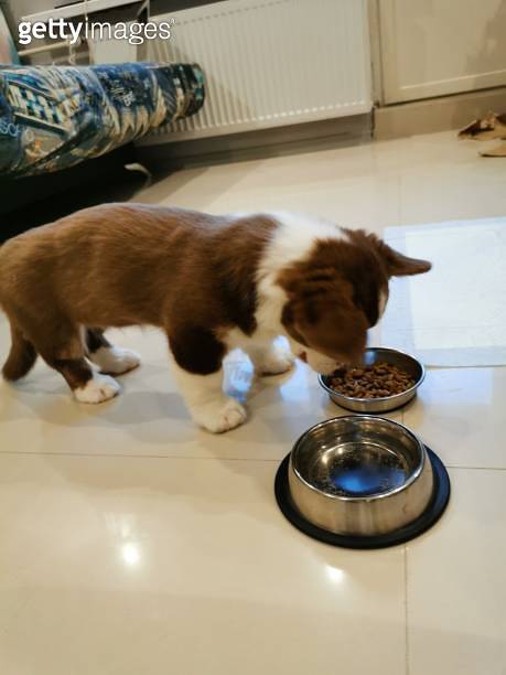 Welsh corgi cardigan, 2.5 month old female puppy. Unformat - brown ...