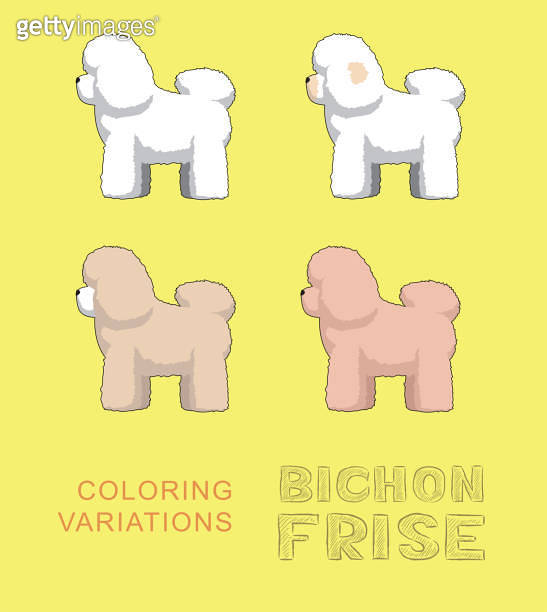 Dog Bichon Frise Coloring Variations Cartoon Vector Illustration ...