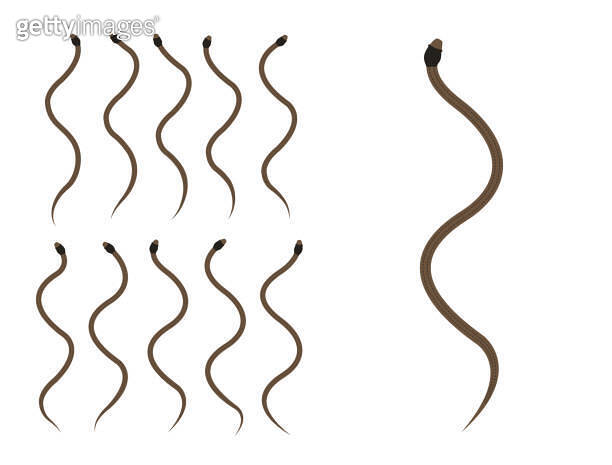 Animal Animation Sequence DeKay's Brown Snake Cartoon Vector ...