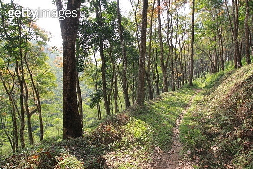 Ruber Tree in the Rubber Forest 이미지 (1302370625) - 게티이미지뱅크