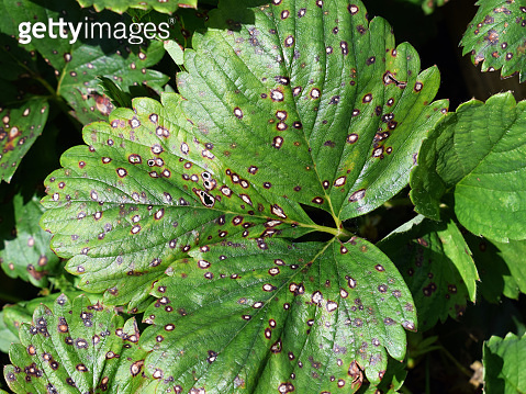 Strawberry leaf spot - widespread fungal disease caused by ...