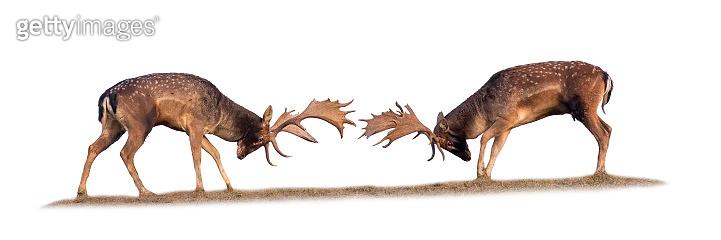 Two fallow deer fighting on meadow isolated on white background 이미지 ...