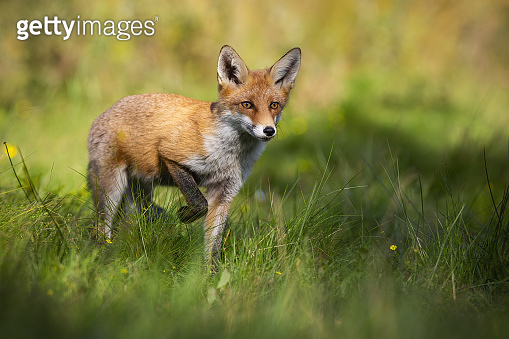 Red fox rising one leg and approaching from front on glade in summer ...