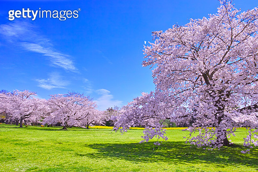 Spring Japanese landscape 이미지 (1344842790) - 게티이미지뱅크