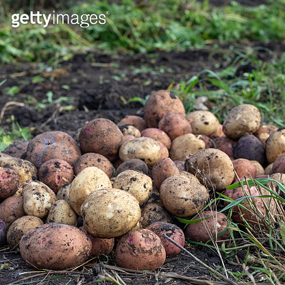 Harvesting potatoes on field, farm workers pick and transporting ...