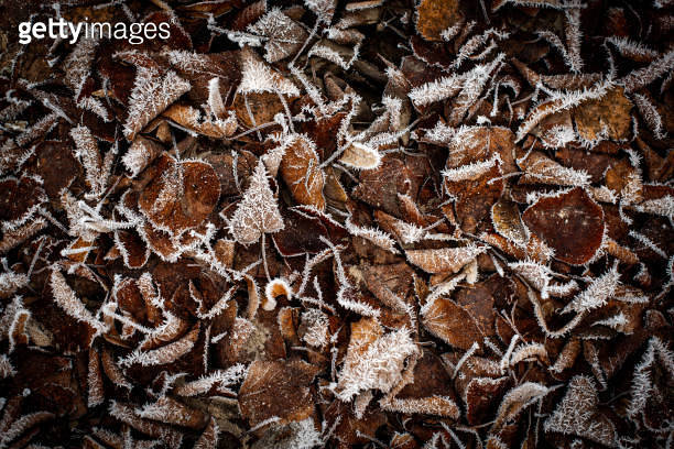 Background with frosty brown dead tree leaves on a cold autumn morning ...